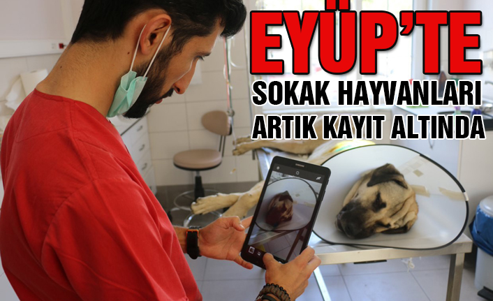 Eyüpsultan'da Sokak hayvanları artık kayıt altında - New Göktürk Dergisi Eyüpsultan'da Sokak hayvanları artık kayıt altında - New Göktürk Dergisi