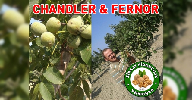 Yüksek Rakımlı Bölgelere Dikilen Fernor Ceviz Fidanı - New Göktürk Dergisi